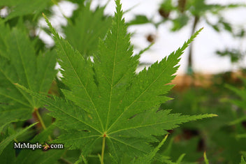 Buy Acer palmatum 'Ki hachijo' Japanese Maple — Mr Maple │ Buy Japanese ...