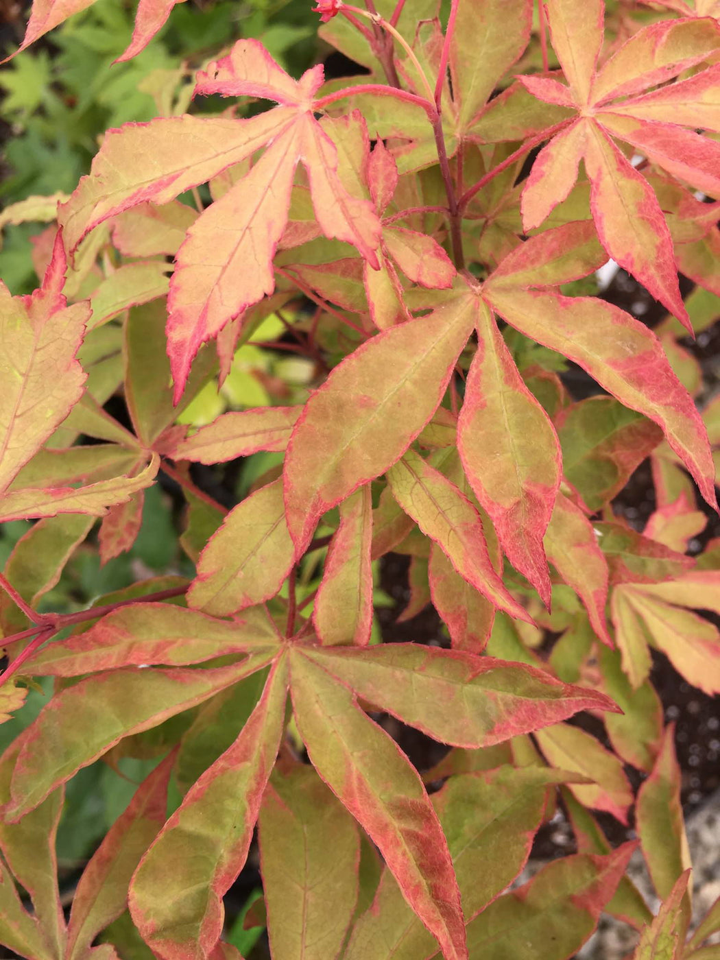 Buy Acer palmatum 'Kin pai' Japanese Maple — Mr Maple │ Buy Japanese ...