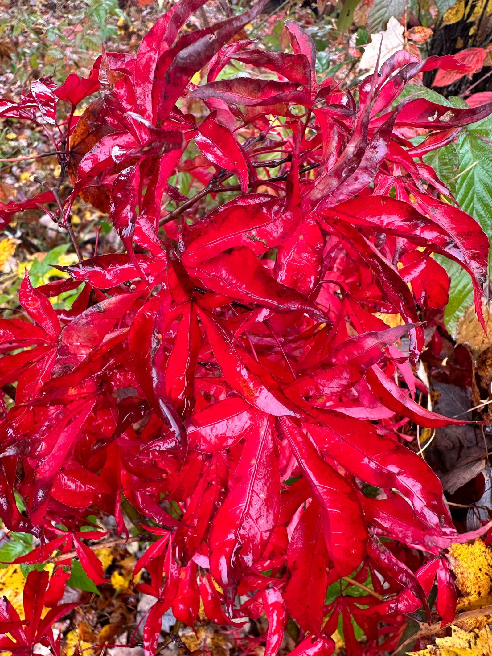 Buy Acer palmatum 'Kin pai' Japanese Maple — Mr Maple │ Buy Japanese ...