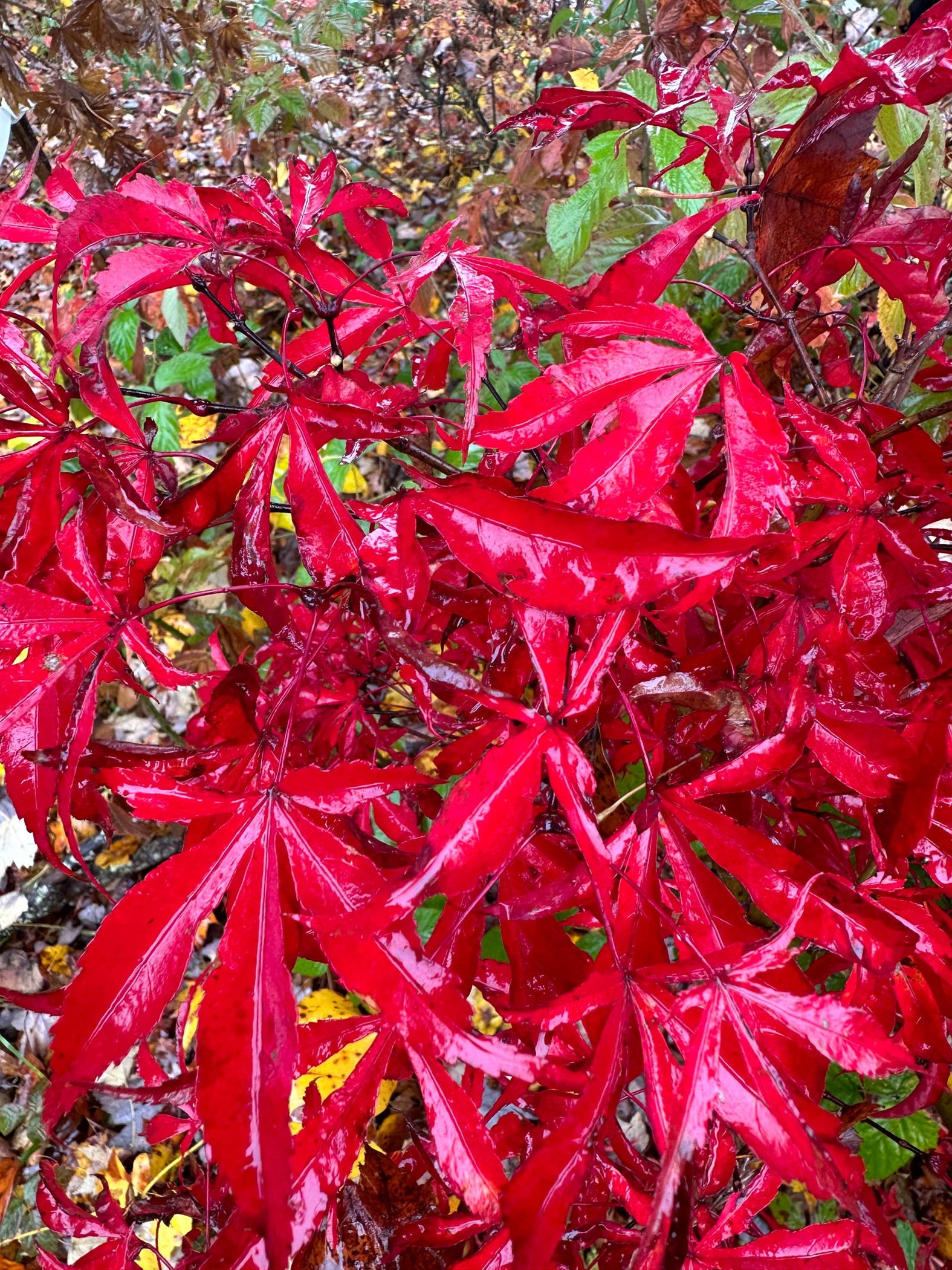 Buy Acer palmatum 'Kin pai' Japanese Maple — Mr Maple │ Buy Japanese ...