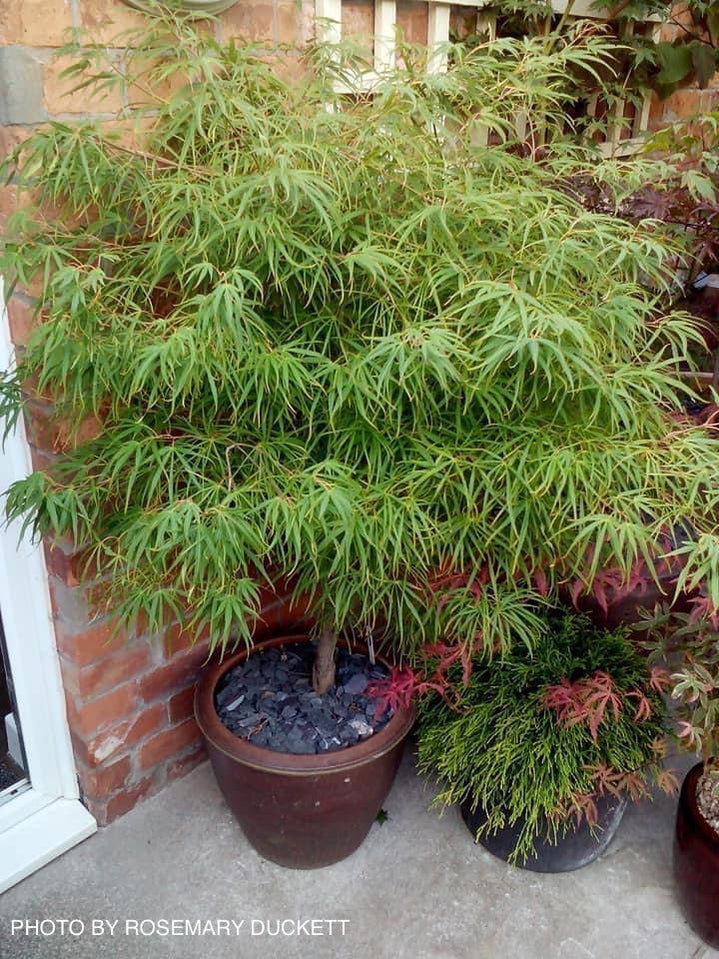 Buy Acer palmatum 'Kinshi' Golden Threads Japanese Maple — Mr Maple ...