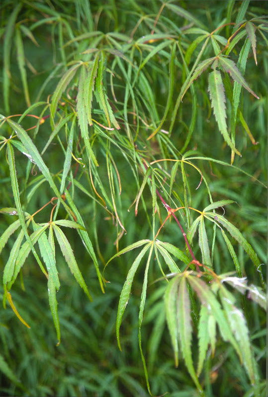 Buy Acer palmatum 'Kinshi' Golden Threads Japanese Maple — Mr Maple ...