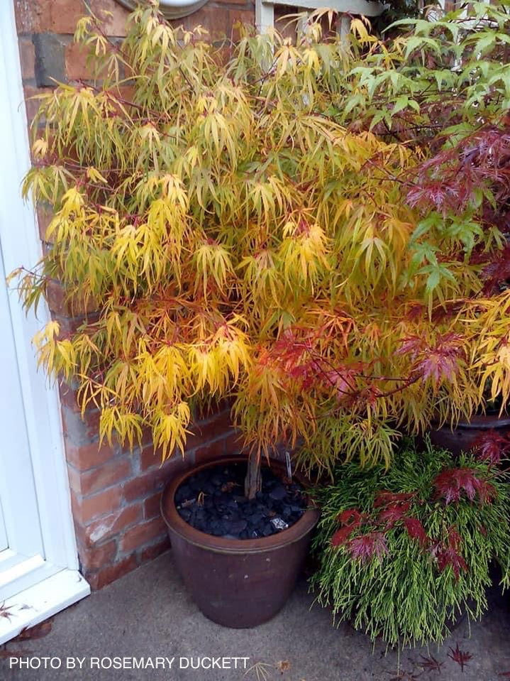 Buy Acer palmatum 'Kinshi' Golden Threads Japanese Maple — Mr Maple ...