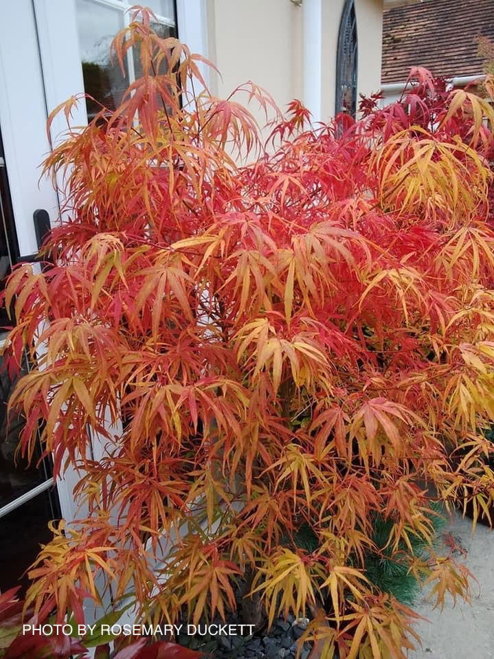 Buy Acer palmatum 'Kinshi' Golden Threads Japanese Maple — Mr Maple ...