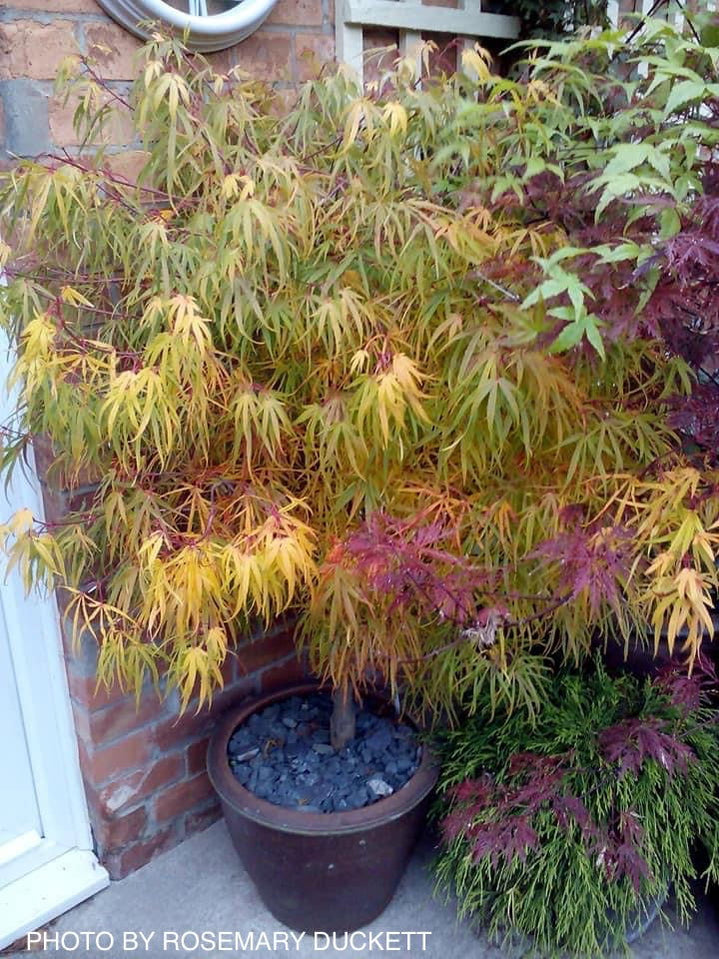 Buy Acer palmatum 'Kinshi' Golden Threads Japanese Maple — Mr Maple ...