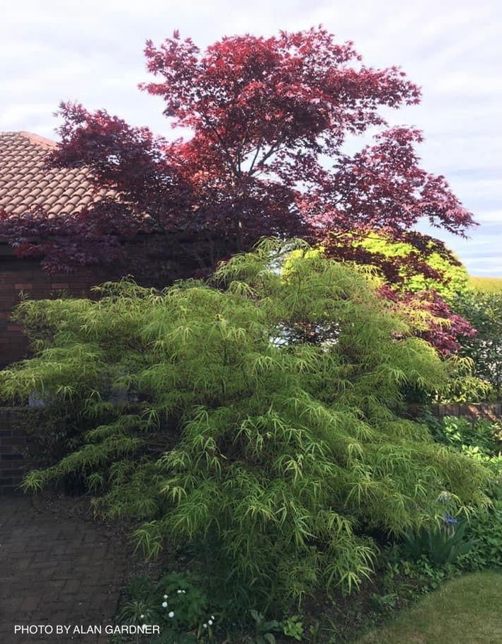 Buy Acer palmatum 'Kinshi' Golden Threads Japanese Maple — Mr Maple ...
