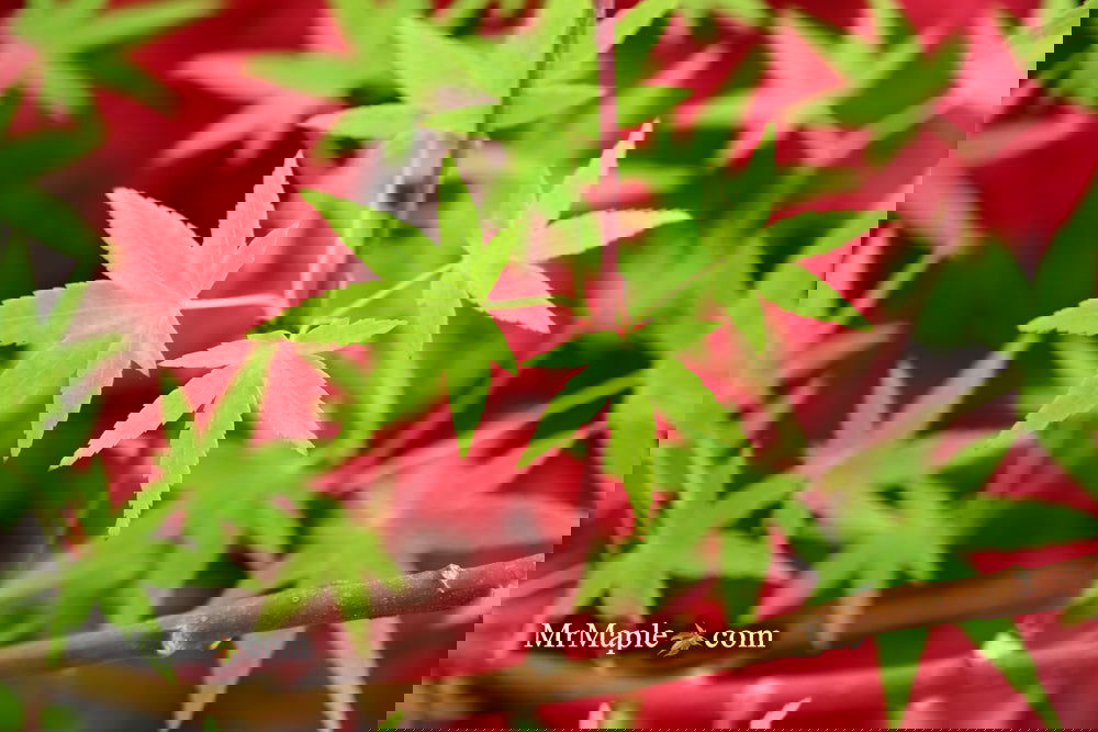 Buy Acer palmatum 'Ko chidori' Japanese Maple — Mr Maple │ Buy Japanese ...
