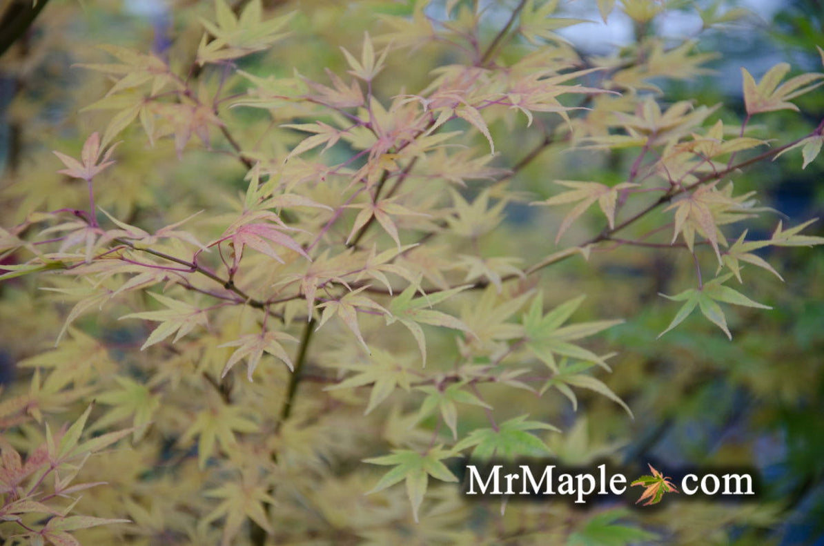 Buy Acer palmatum 'Ko chidori' Japanese Maple — Mr Maple │ Buy Japanese ...