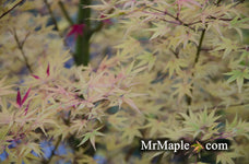 Buy Acer palmatum 'Ko chidori' Japanese Maple — Mr Maple │ Buy Japanese ...