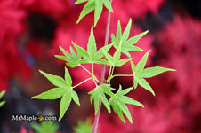 Buy Acer palmatum 'Ko chidori' Japanese Maple — Mr Maple │ Buy Japanese ...