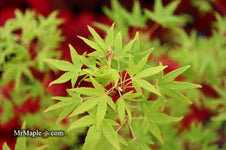 Buy Acer palmatum 'Ko chidori' Japanese Maple — Mr Maple │ Buy Japanese ...