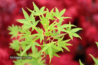 Buy Acer palmatum 'Ko chidori' Japanese Maple — Mr Maple │ Buy Japanese ...