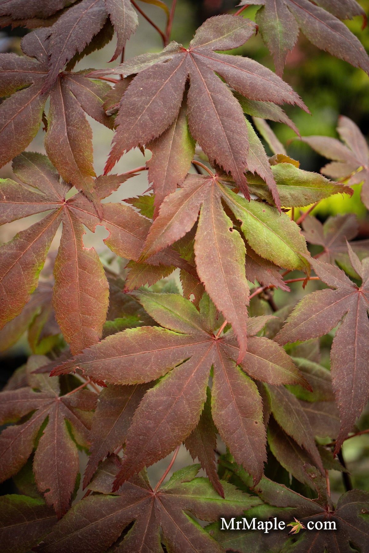 Buy Acer palmatum 'Koba shojo' Dwarf Red Japanese Maple — Mr Maple ...