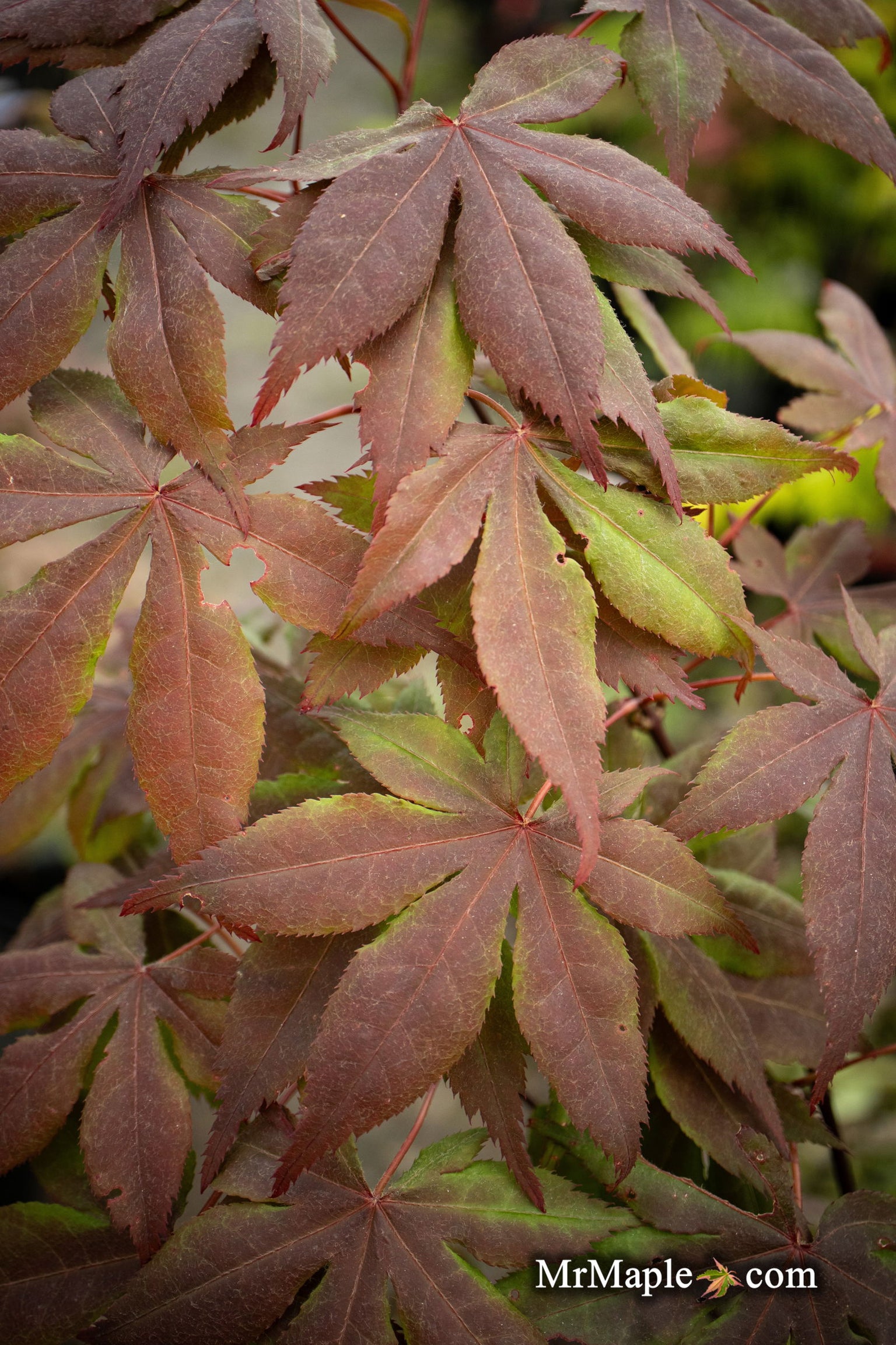Buy Dwarf Japanese Maples — Mr Maple │ Buy Japanese Maple Trees