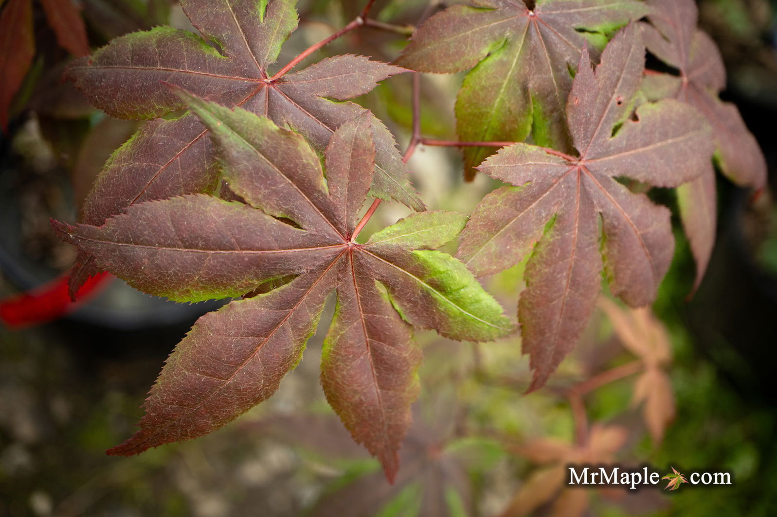 Buy Acer palmatum 'Koba shojo' Dwarf Red Japanese Maple — Mr Maple ...