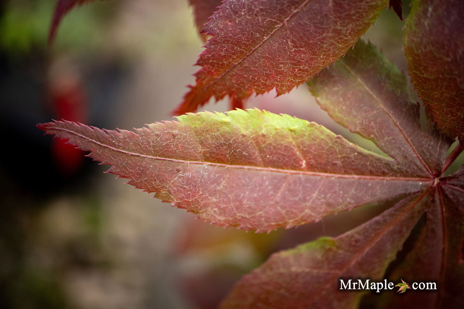 Buy Acer palmatum 'Koba shojo' Dwarf Red Japanese Maple — Mr Maple ...