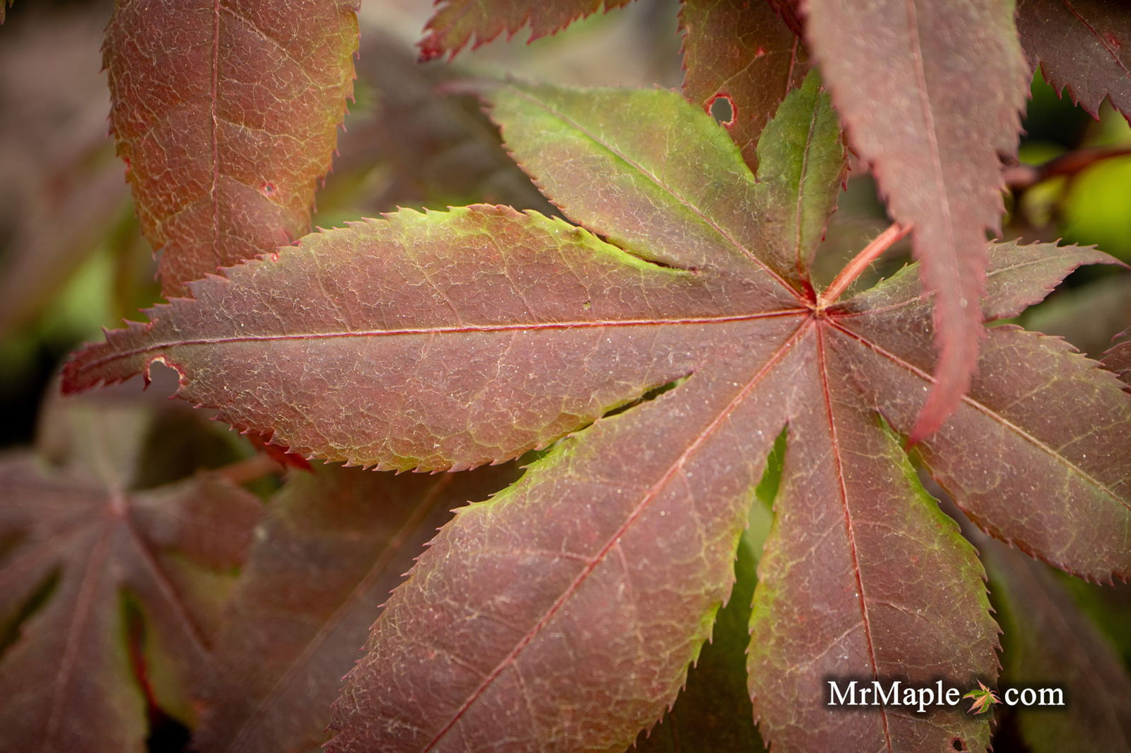 Buy Acer palmatum 'Koba shojo' Dwarf Red Japanese Maple — Mr Maple ...