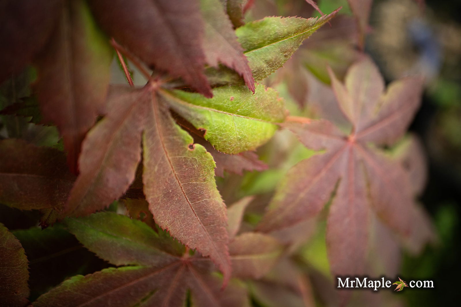 Buy Acer palmatum 'Koba shojo' Dwarf Red Japanese Maple — Mr Maple ...
