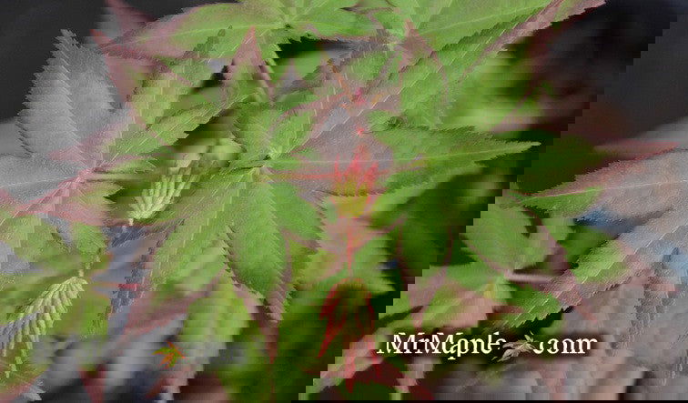 Buy Acer palmatum 'Kogane sakae' Japanese Maple — Mr Maple │ Buy ...