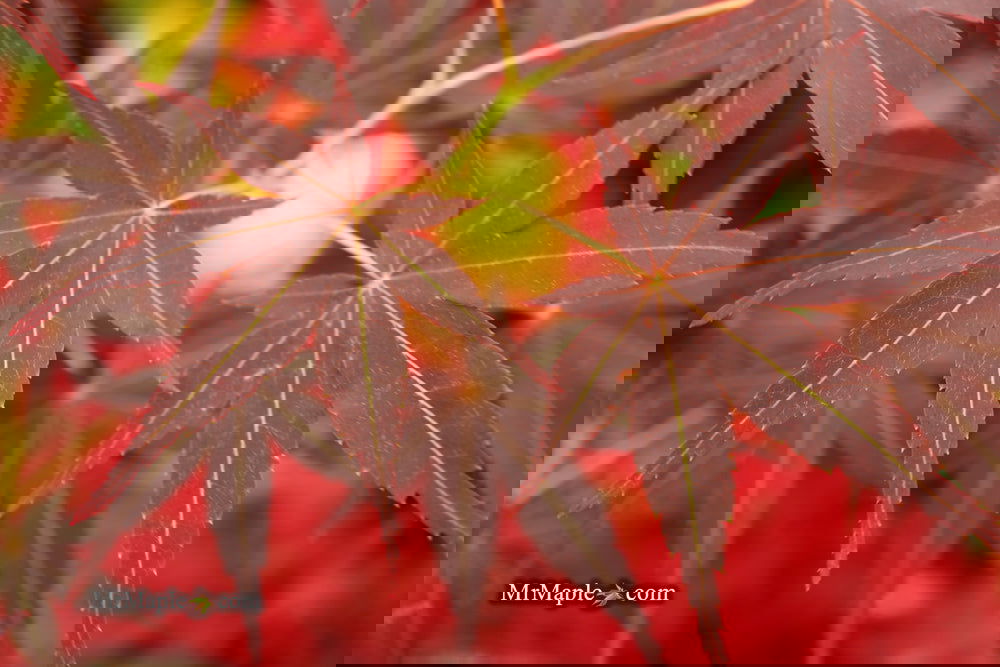 Buy Acer palmatum 'Koriba' Japanese Maple — Mr Maple │ Buy Japanese ...