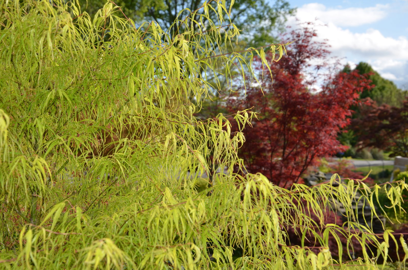 Buy Acer palmatum 'Koto-no-ito' Japanese Maple — Mr Maple │ Buy ...