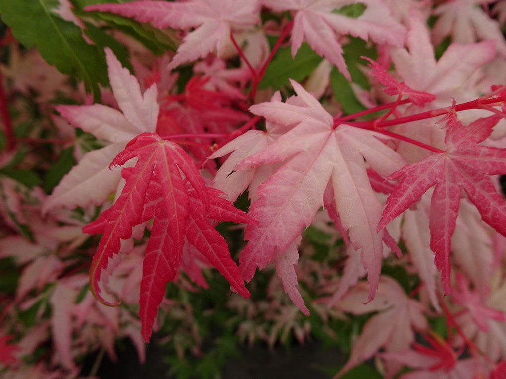 Buy Acer palmatum 'Kotobuki' Rare Pink Variegated Japanese Maple — Mr ...