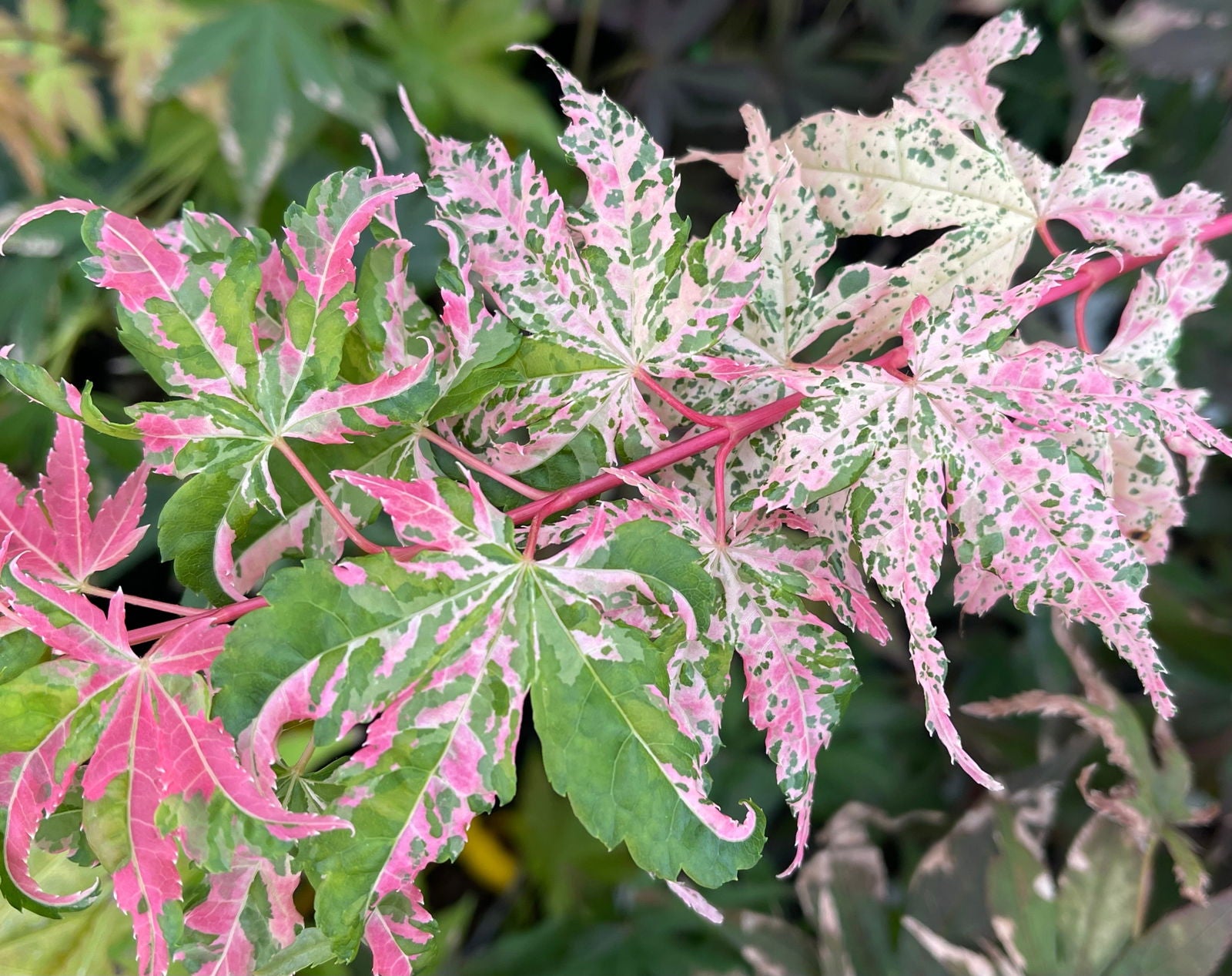 Buy Acer palmatum 'Kotobuki' Rare Pink Variegated Japanese Maple — Mr ...