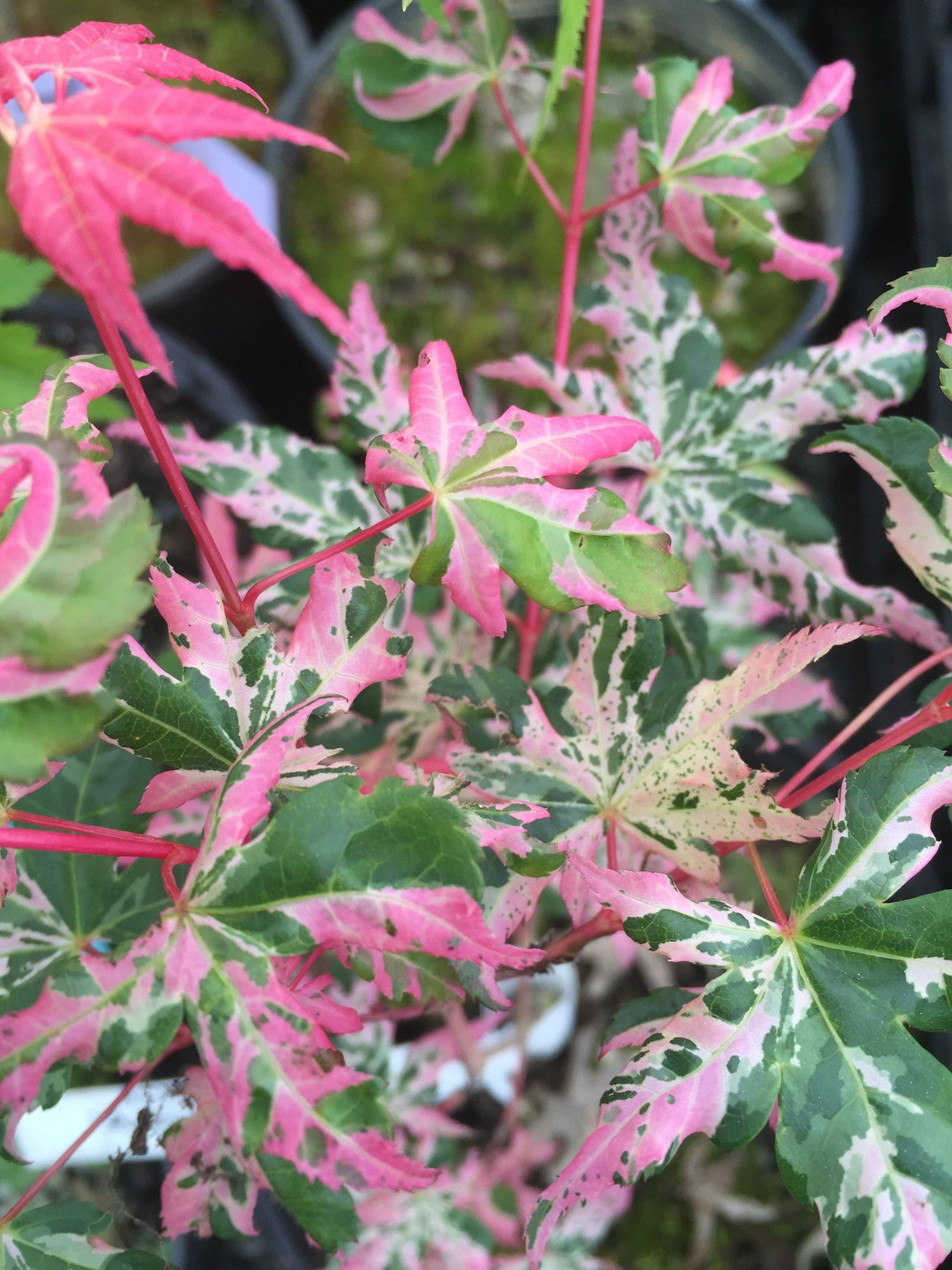Buy Acer palmatum 'Kotobuki' Rare Pink Variegated Japanese Maple — Mr ...