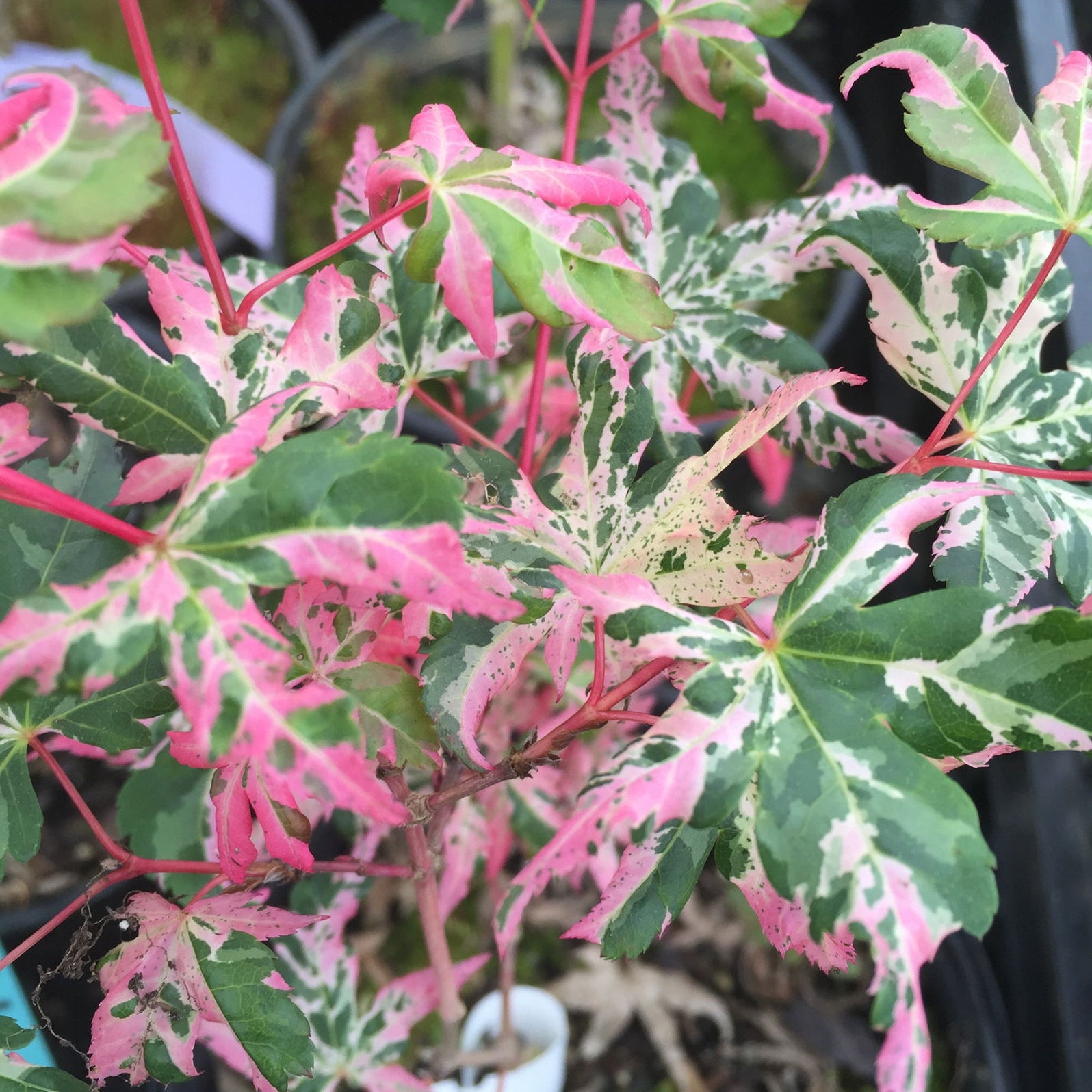 Buy Acer palmatum 'Kotobuki' Rare Pink Variegated Japanese Maple — Mr ...