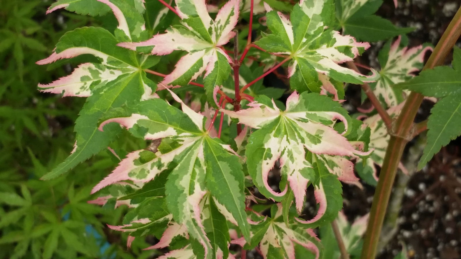Buy Acer palmatum 'Kotobuki' Rare Pink Variegated Japanese Maple — Mr ...