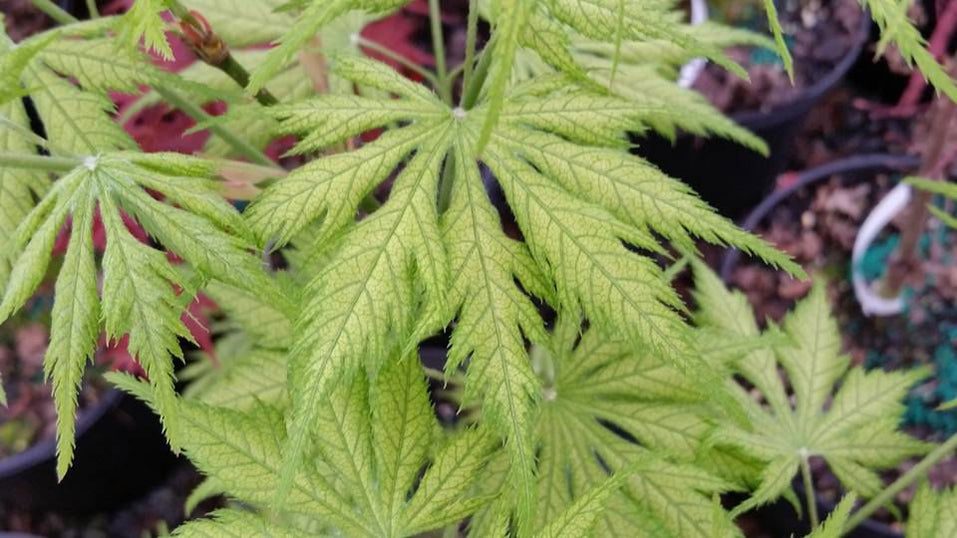 Buy Zone 9 Heat Tolerant Japanese Maples — Mr Maple │ Buy Japanese ...