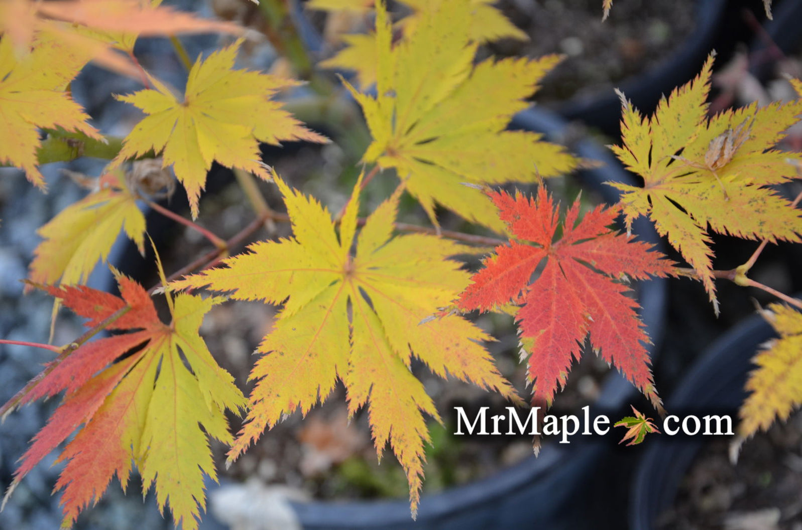 Buy Acer palmatum 'Koyuki' Japanese Maple — Mr Maple │ Buy Japanese ...