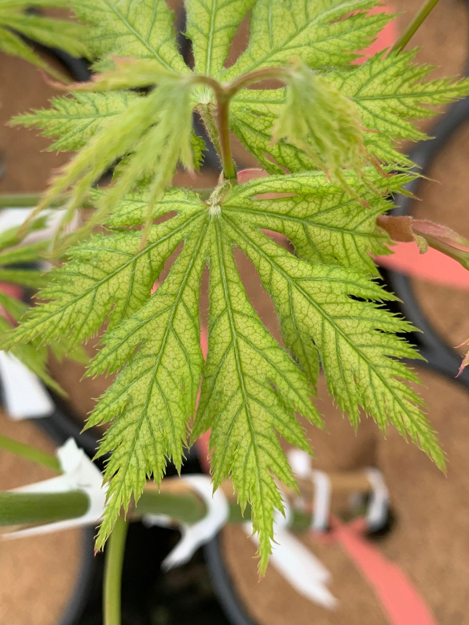 Buy Acer palmatum 'Koyuki' Japanese Maple — Mr Maple │ Buy Japanese ...