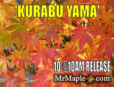 Buy Acer palmatum 'Kurabu yama' Japanese Maple — Mr Maple │ Buy ...