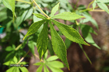 Buy Acer palmatum 'Kurabu yama' Japanese Maple — Mr Maple │ Buy ...