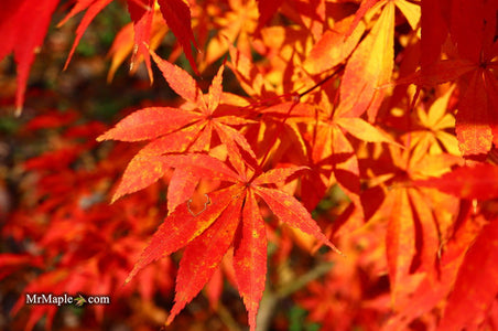 Buy Acer palmatum 'Kurabu yama' Japanese Maple — Mr Maple │ Buy ...