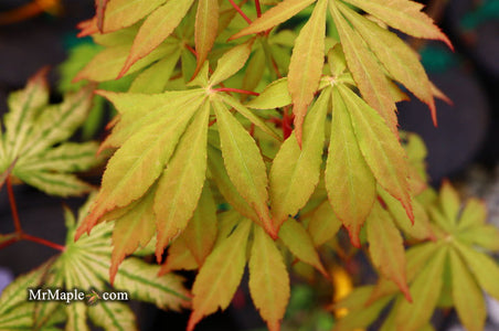 Buy Acer palmatum 'Kurabu yama' Japanese Maple — Mr Maple │ Buy ...