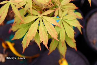 Buy Acer palmatum 'Kurabu yama' Japanese Maple — Mr Maple │ Buy ...