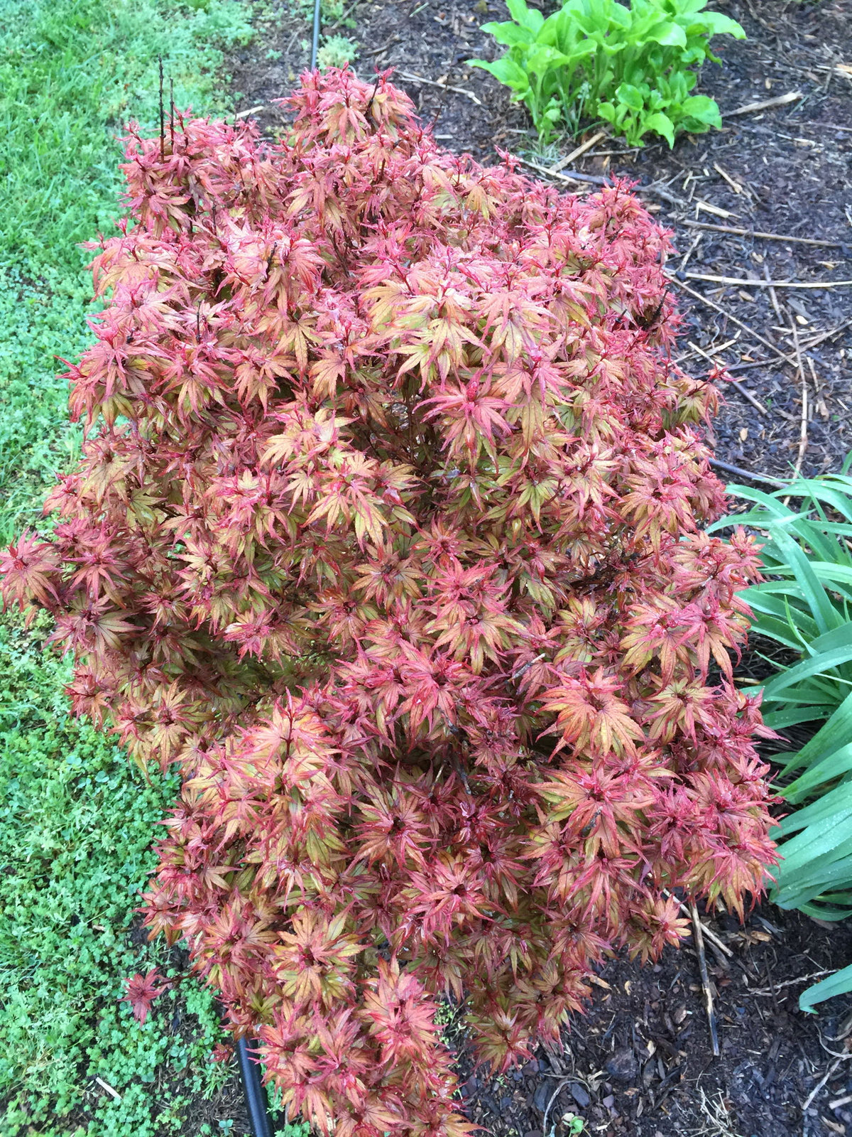 Buy Acer palmatum 'Kuro hime' Princess Japanese Maple — Mr Maple │ Buy ...