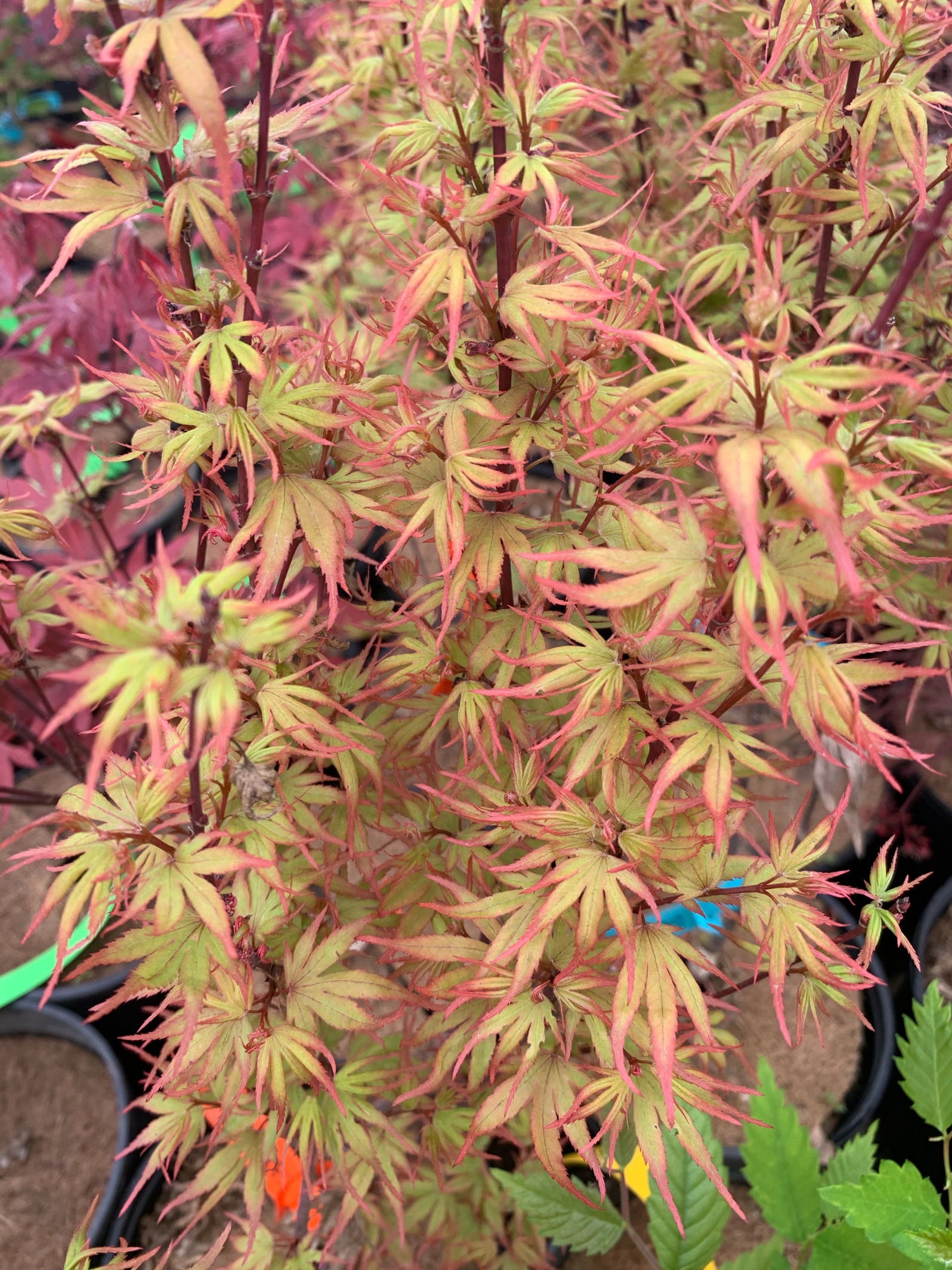 Buy Acer palmatum 'Kuro hime' Princess Japanese Maple — Mr Maple │ Buy ...