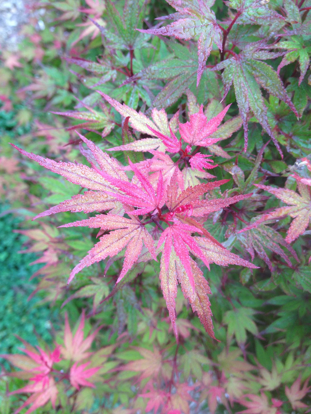 Buy Acer palmatum 'Kuro hime' Princess Japanese Maple — Mr Maple │ Buy ...