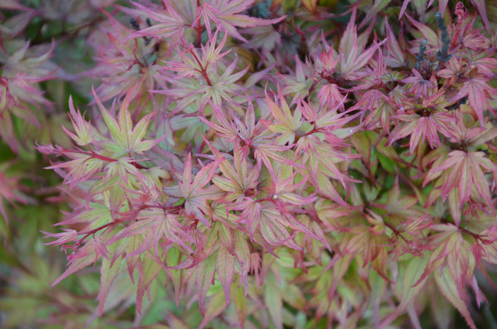 Buy Acer palmatum 'Kuro hime' Princess Japanese Maple — Mr Maple │ Buy ...