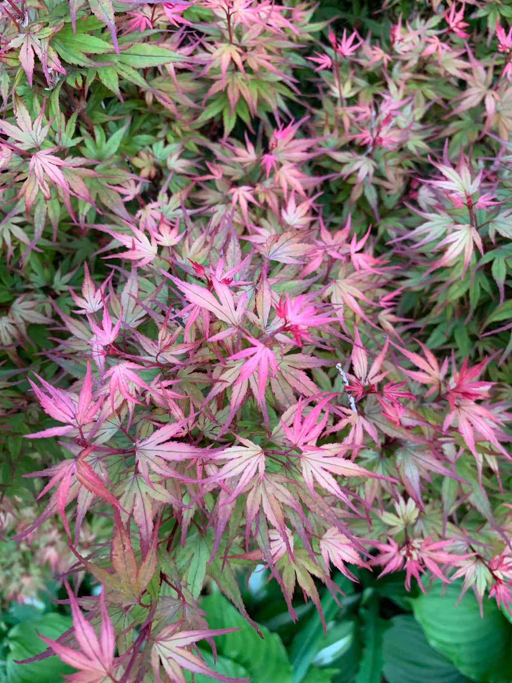 Buy Acer palmatum 'Kuro hime' Princess Japanese Maple — Mr Maple │ Buy ...