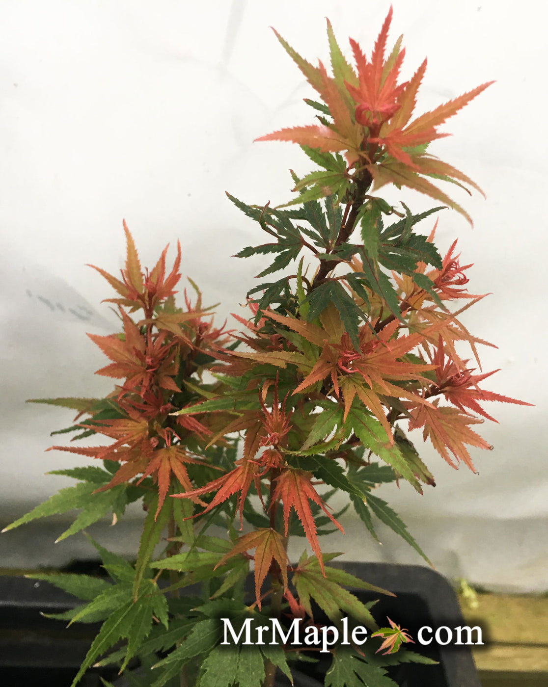 Buy Acer palmatum 'Kuro hime' Princess Japanese Maple — Mr Maple │ Buy ...