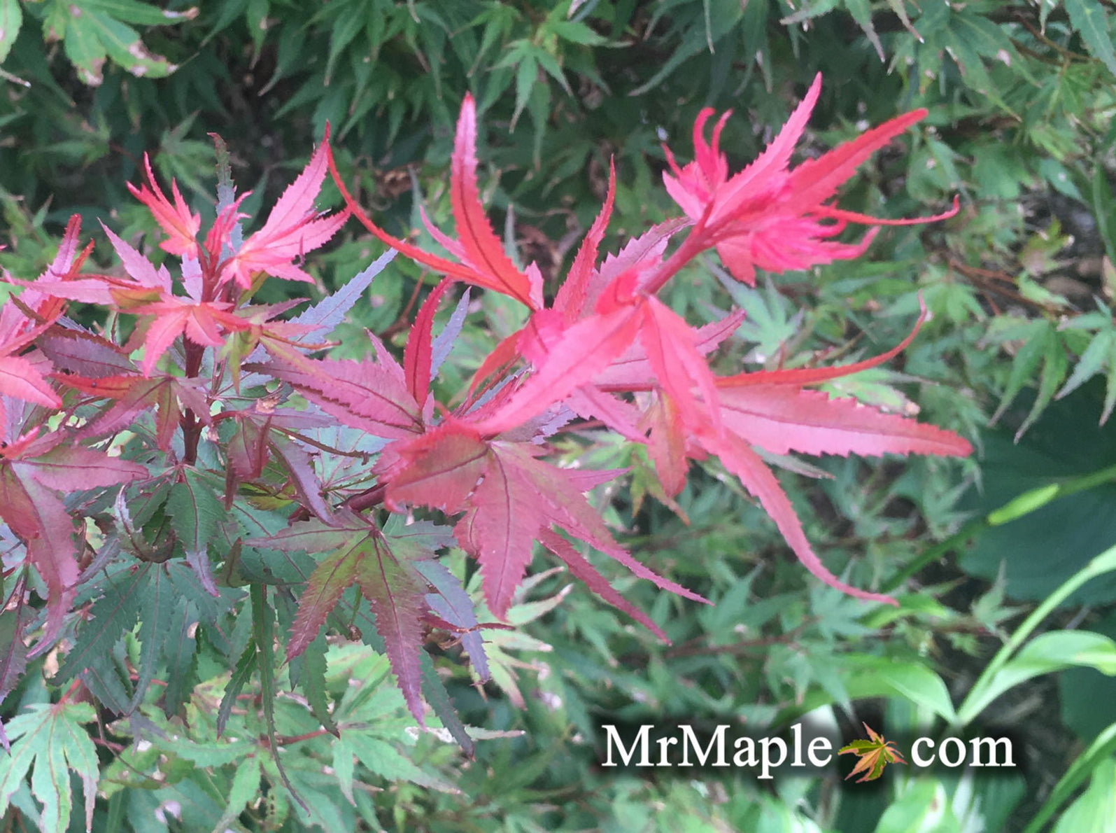 Buy Acer palmatum 'Kuro hime' Princess Japanese Maple — Mr Maple │ Buy ...