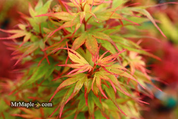 Buy Acer palmatum 'Kuro hime' Princess Japanese Maple — Mr Maple │ Buy ...