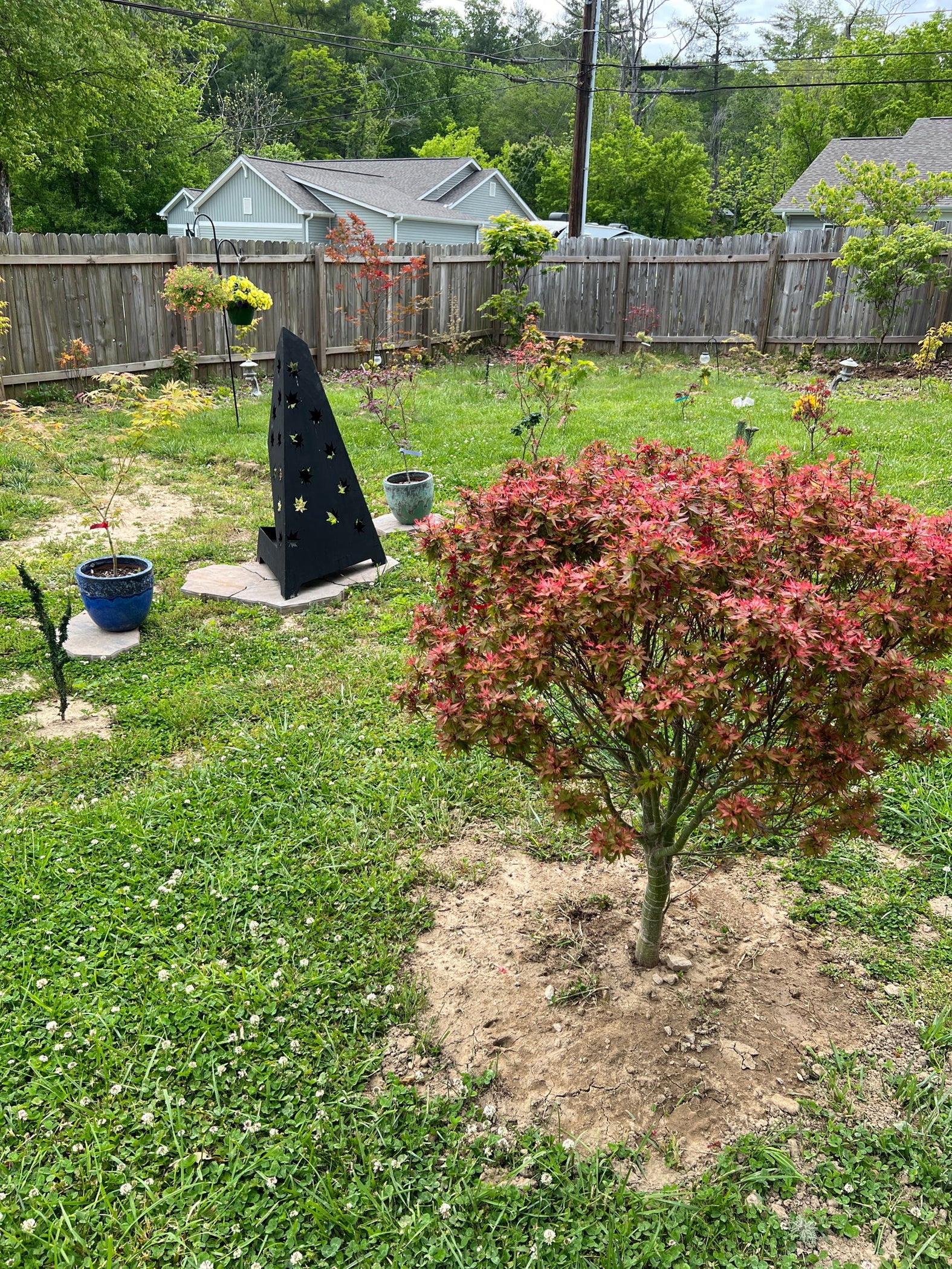 Buy Acer palmatum 'Kuro hime' Princess Japanese Maple — Mr Maple │ Buy ...