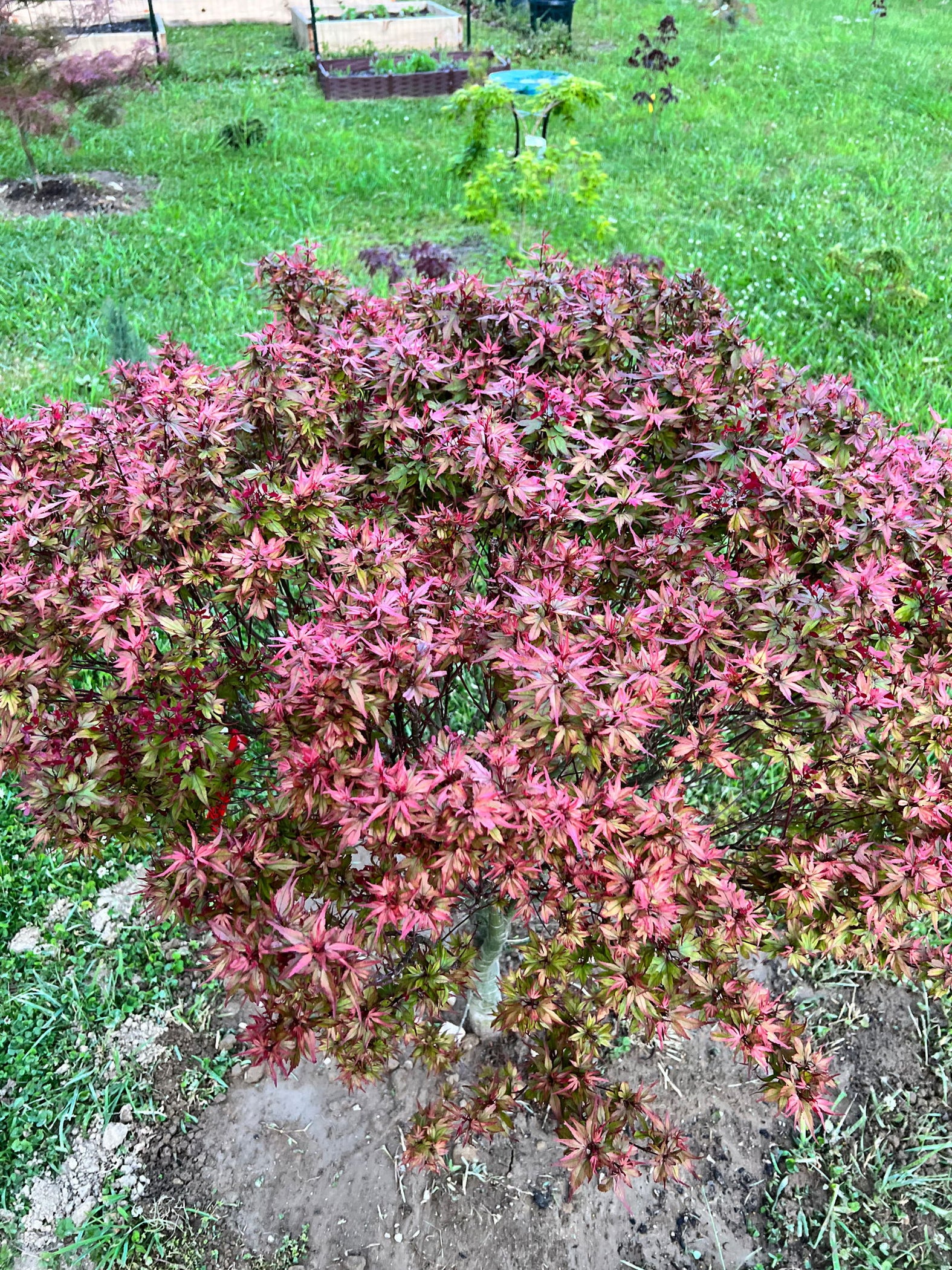 Buy Acer palmatum 'Kuro hime' Princess Japanese Maple — Mr Maple │ Buy ...