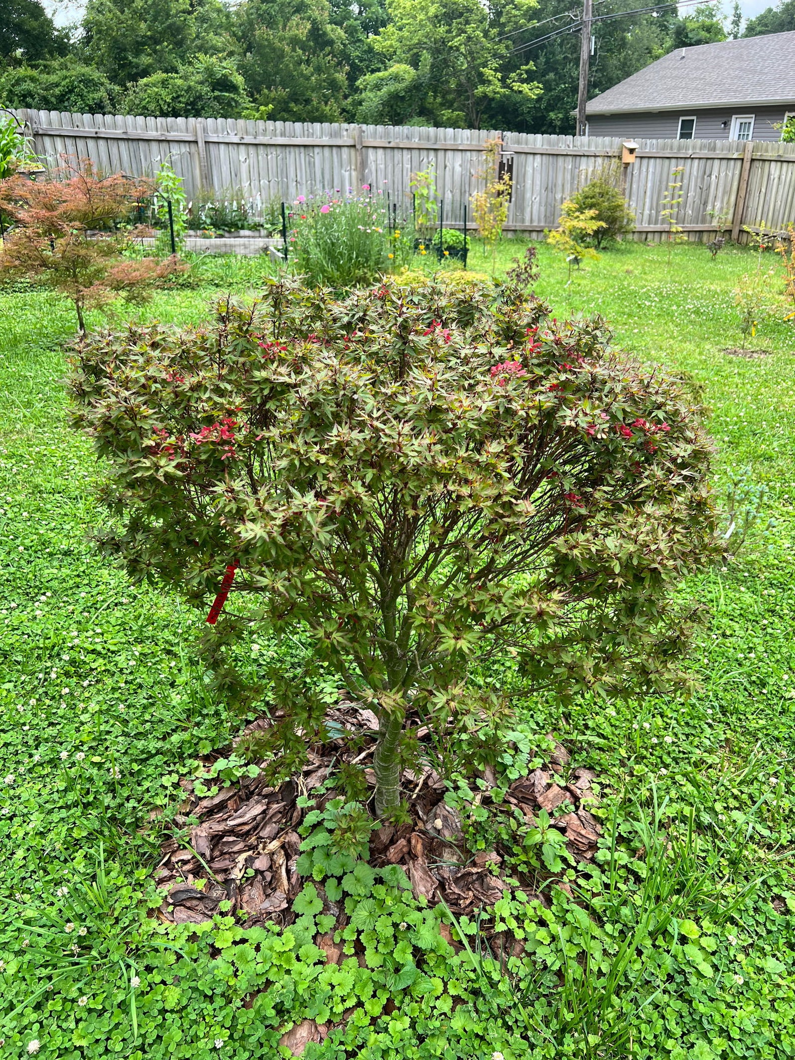 Buy Acer palmatum 'Kuro hime' Princess Japanese Maple — Mr Maple │ Buy ...