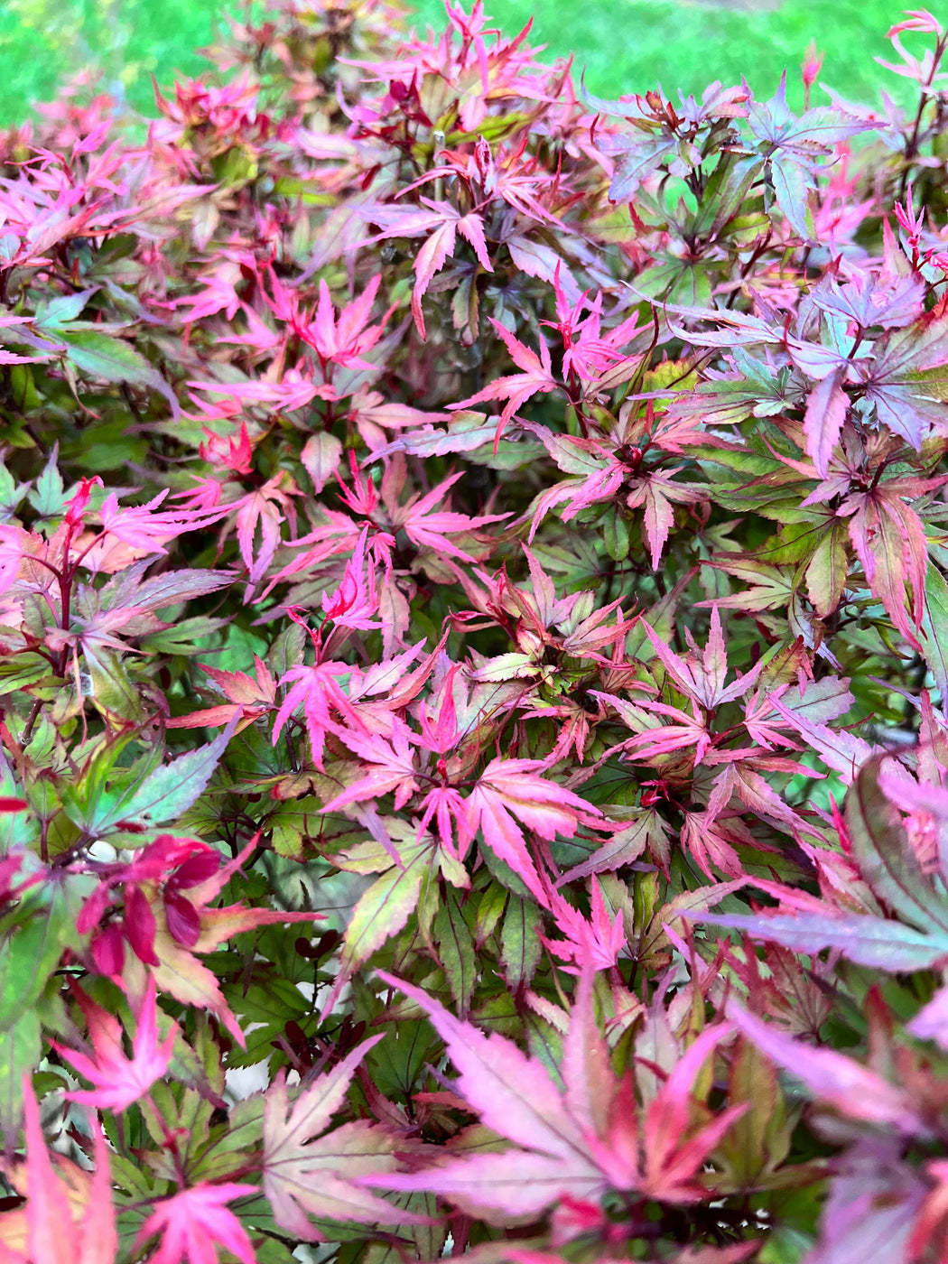 Buy Acer palmatum 'Kuro hime' Princess Japanese Maple — Mr Maple │ Buy ...
